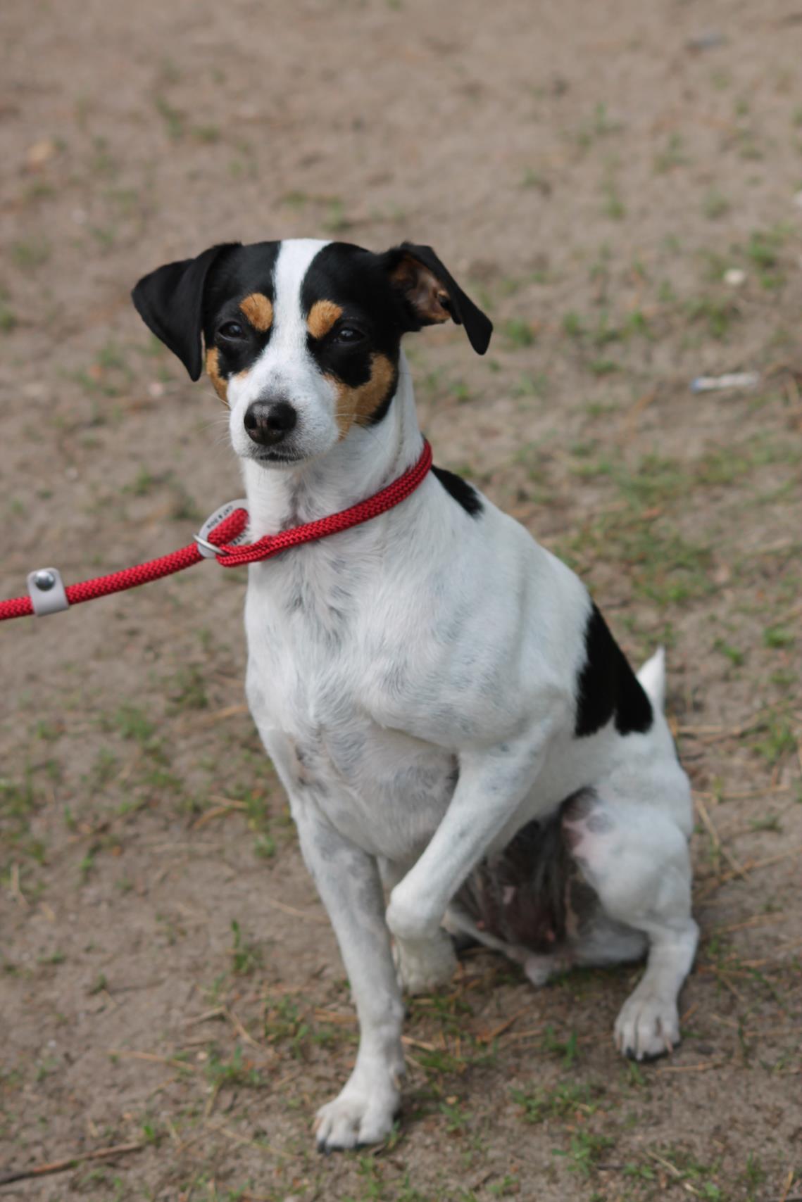 Danski Treffen 2018 | Danish Swedish Farmdog