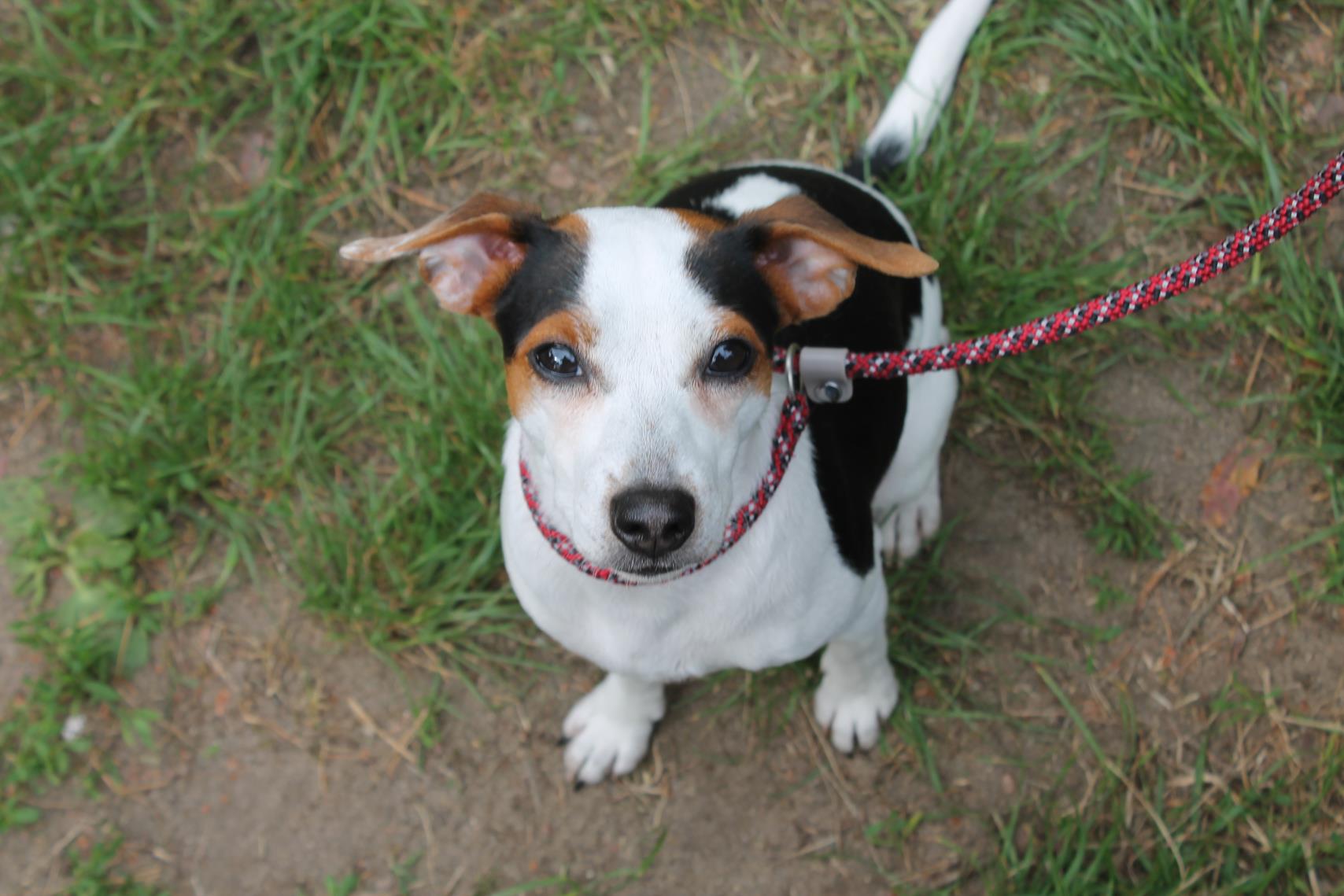 Welpe | Danish Swedish Farmdog