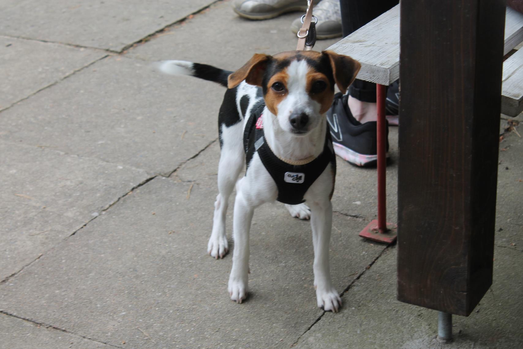 Februar | 2021 | Danish Swedish Farmdog