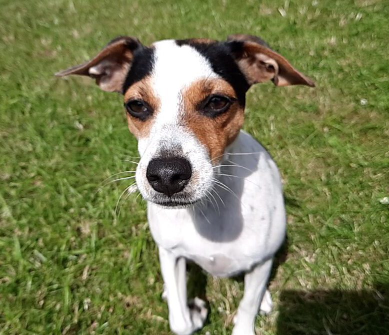 Aria | Danish Swedish Farmdog