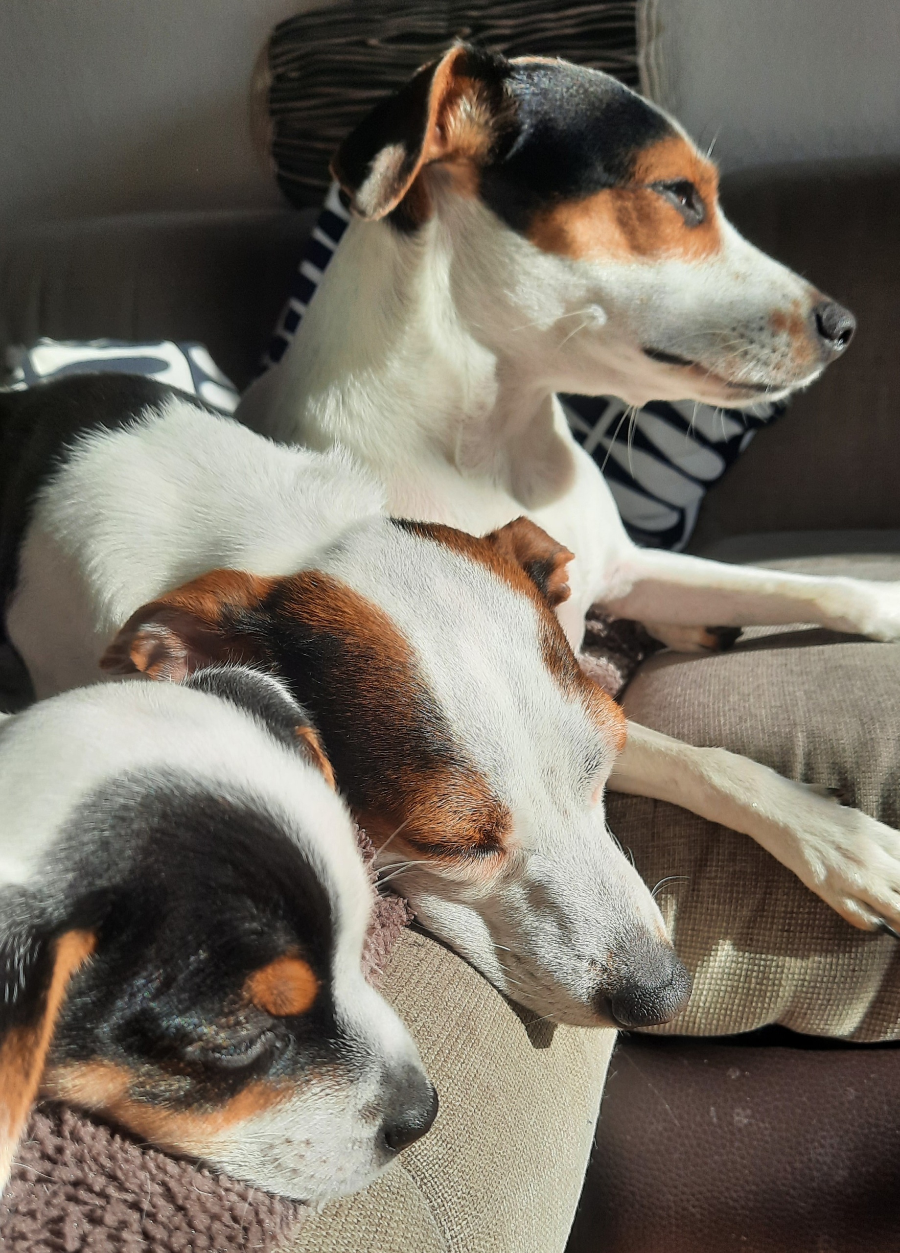 Danish Swedish Farmdog | Dansky von den Paderquellen