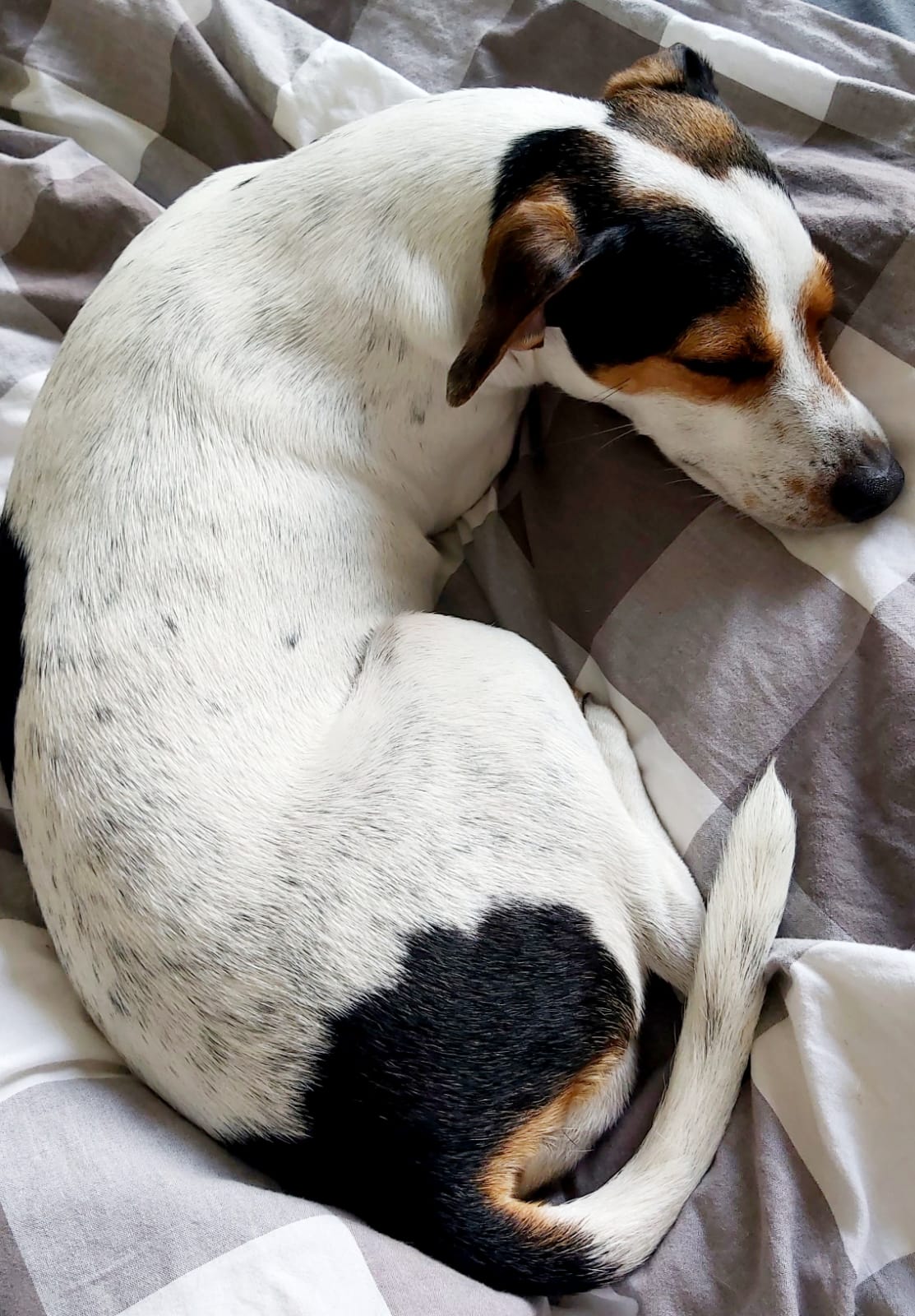 Aria DANSKY VON DEN PADERQUELLEN | Danish Swedish Farmdog