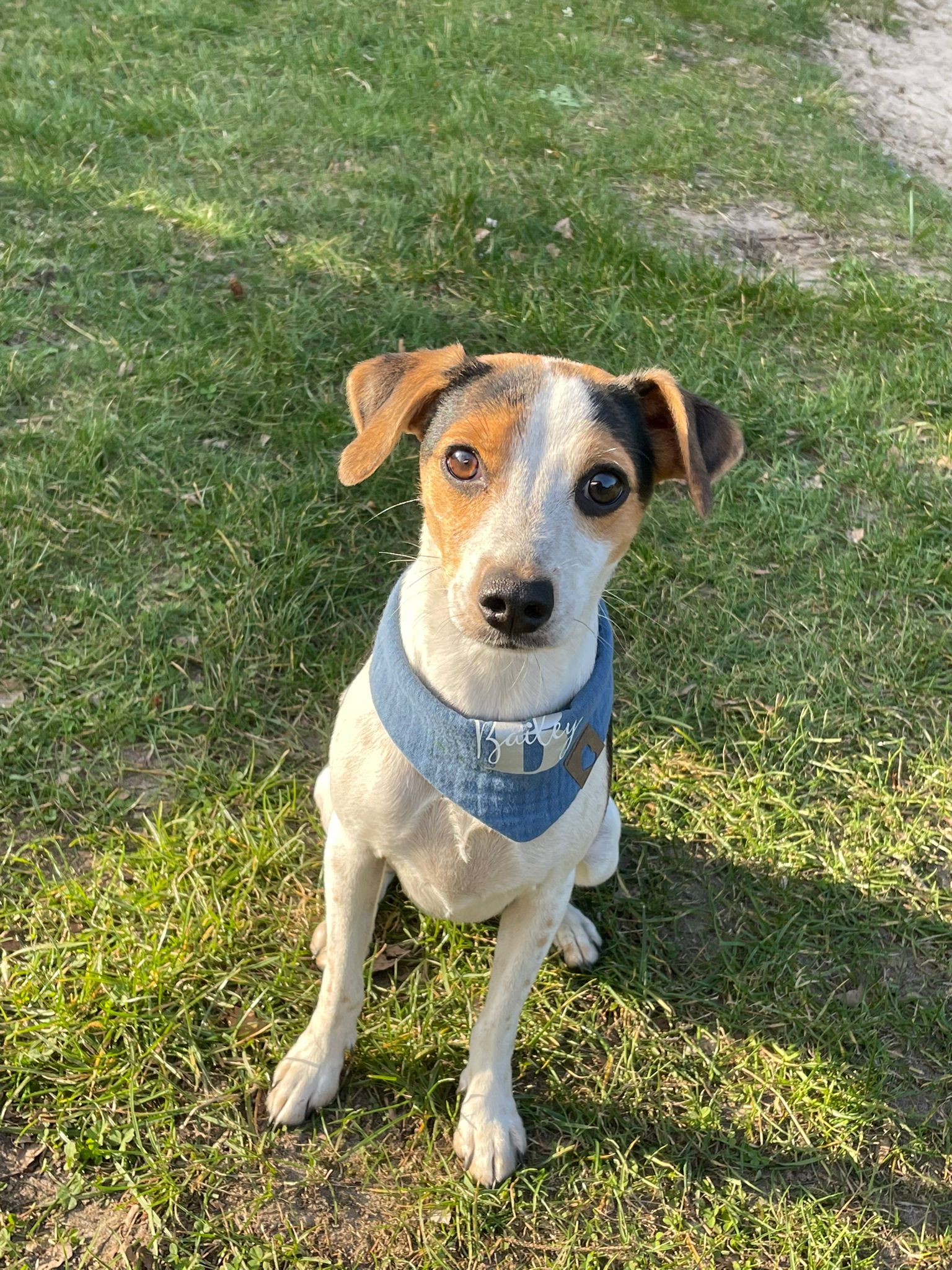 Bailey | Danish Swedish Farmdog