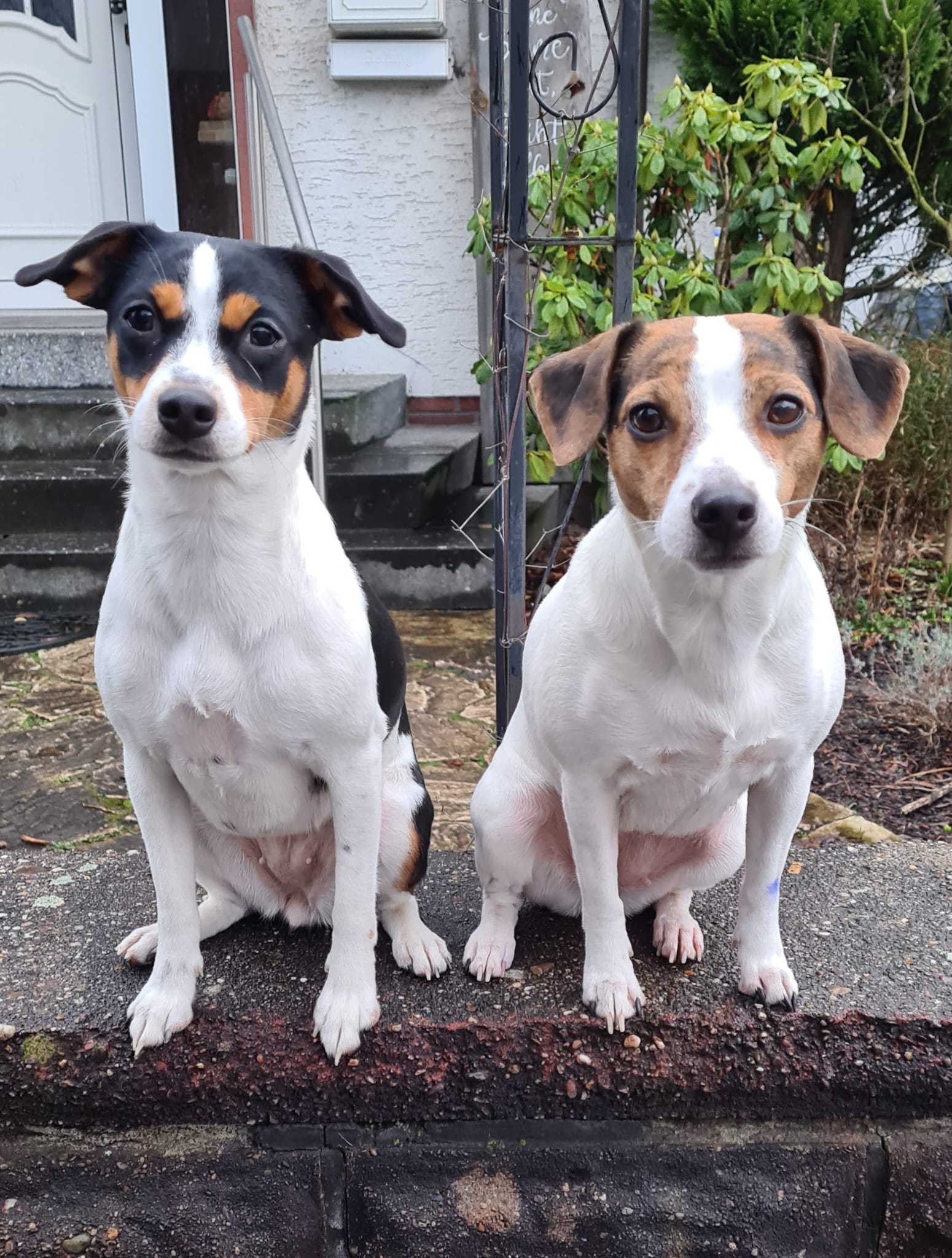 Bellatrix | Danish Swedish Farmdog