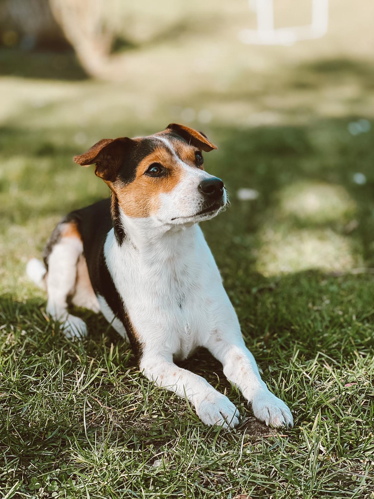 Bruce | Danish Swedish Farmdog